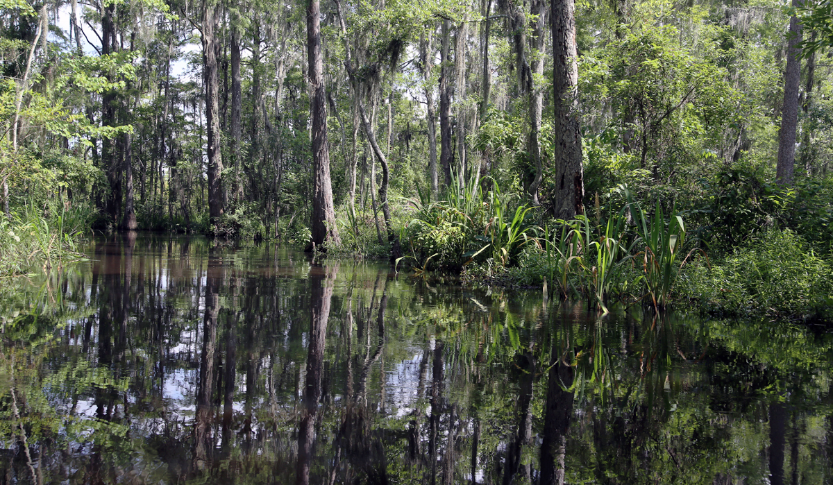 Cajun Encounters swamp tour review – New Orleans – a must-see world.